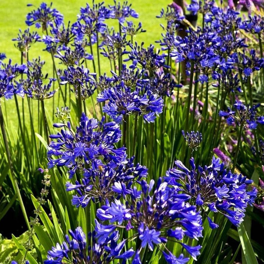 Lily of the Nile Seeds - Agapanthus African Blue Lily Flower Seed - 50 ...
