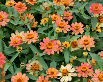 Drought Tolerant Orange Treasure Flower Gazania Ground Cover Plant ...