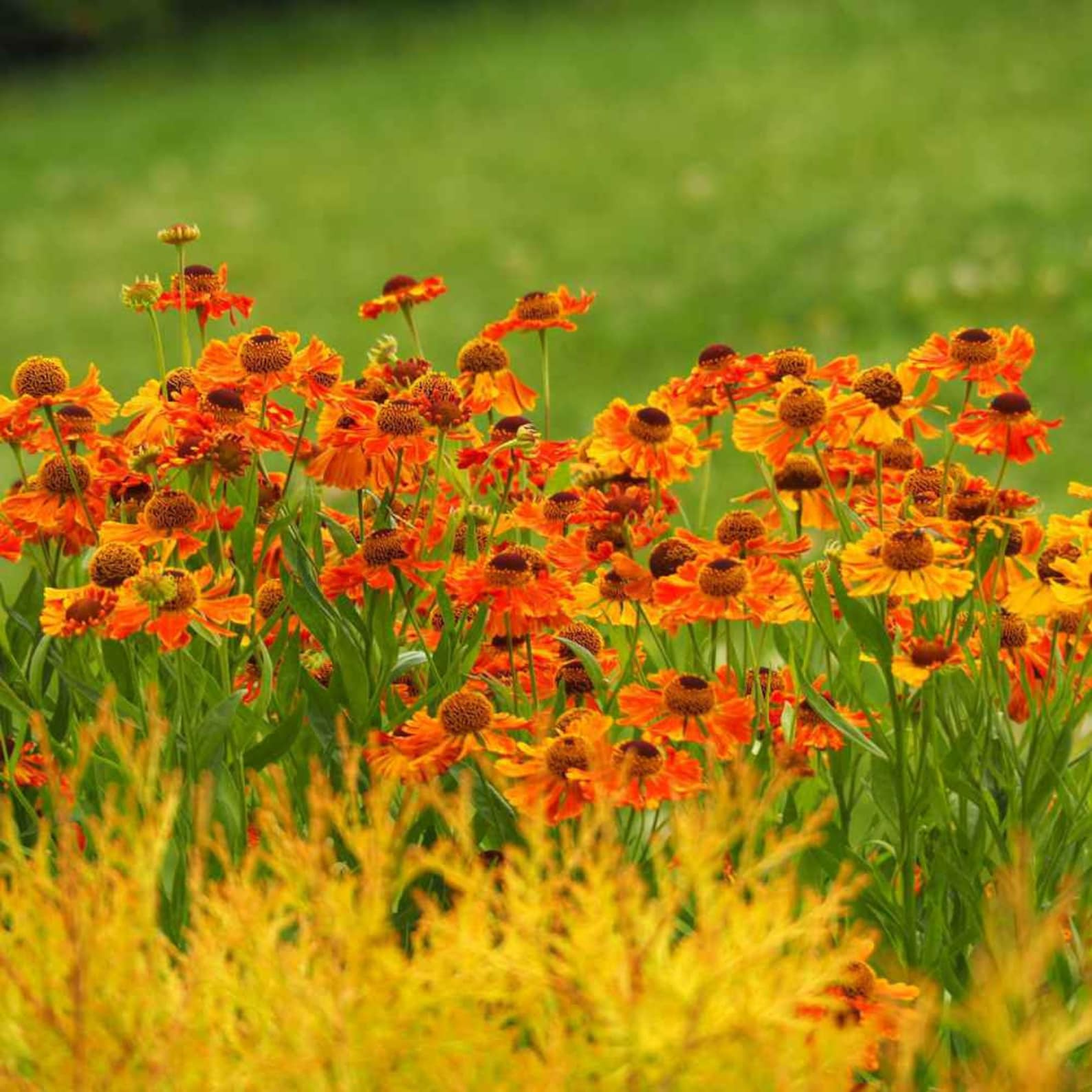 Helenium Seeds - Sneezeweed Helenium Autumnale Flower Seed - 2000 Seeds ...
