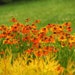 Helenium Seeds Sneezeweed Helenium Autumnale Flower Seed 2000 Seeds - Etsy