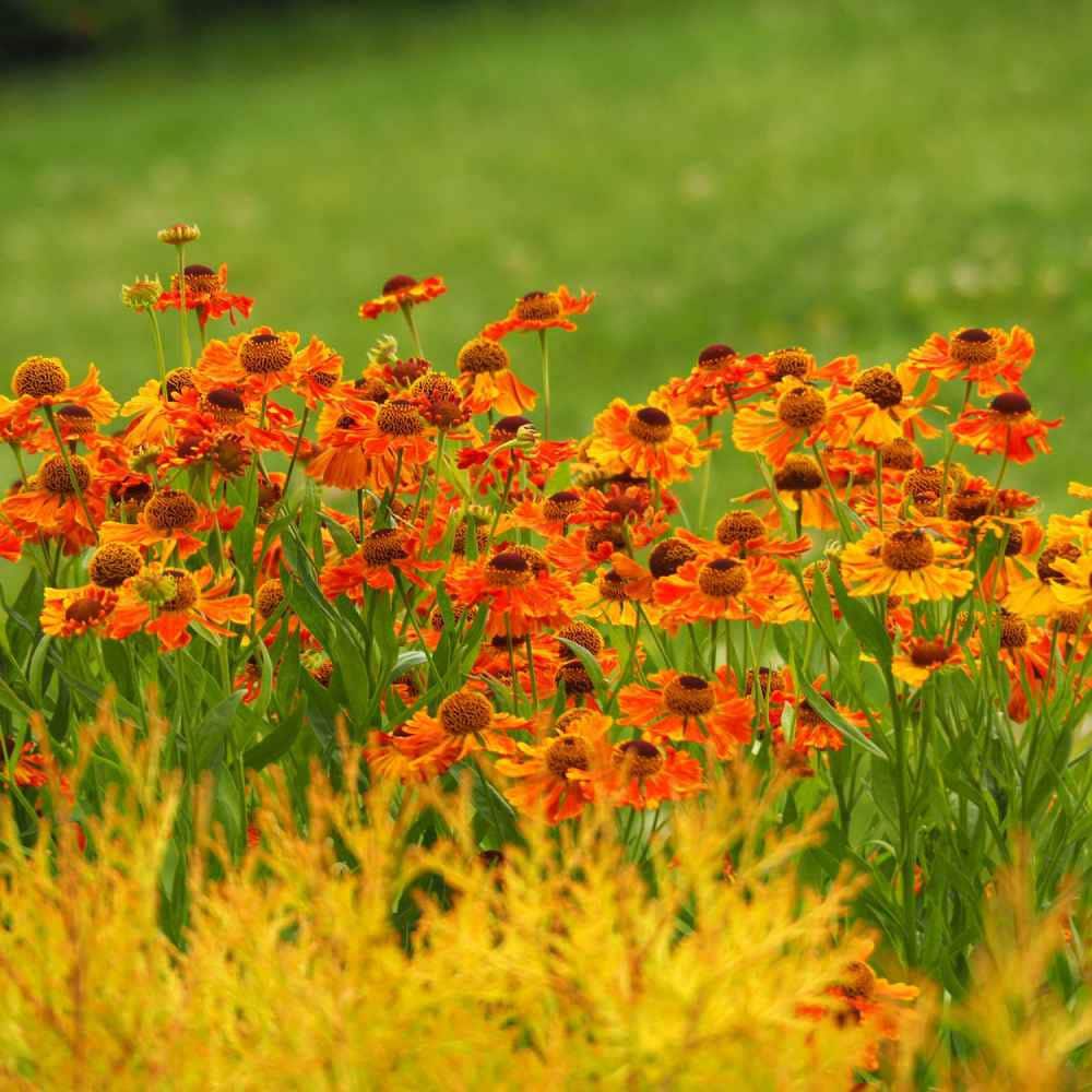 Helenium Seeds Sneezeweed Helenium Autumnale Flower Seed 2000 Seeds Etsy 5966