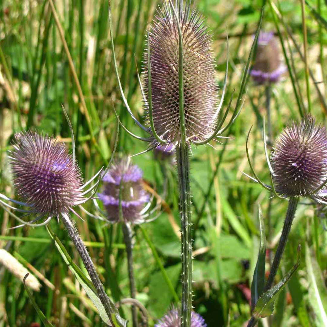 Drought Tolerant Dipsacus Sativus Fuller's Teasel Garden Flower Plant ...