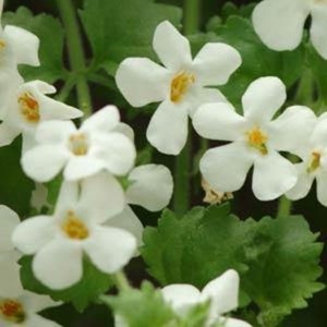 Bacopa Snowtopia Seeds - White Bacopa Flower Seeds - 10 Seeds - Etsy