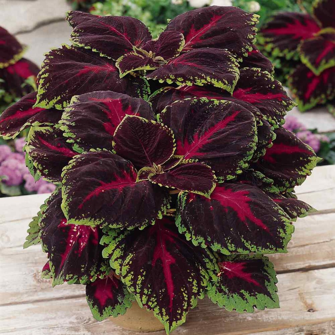Red Coleus Foliage Plant Seed - Coleus Red Kong Flower Seed - 10 Seeds ...