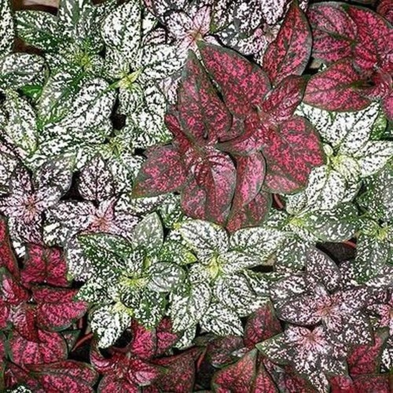 Hypoestes Splash Seeds Mix - Polka Dot Plant - 100 Seeds - Etsy