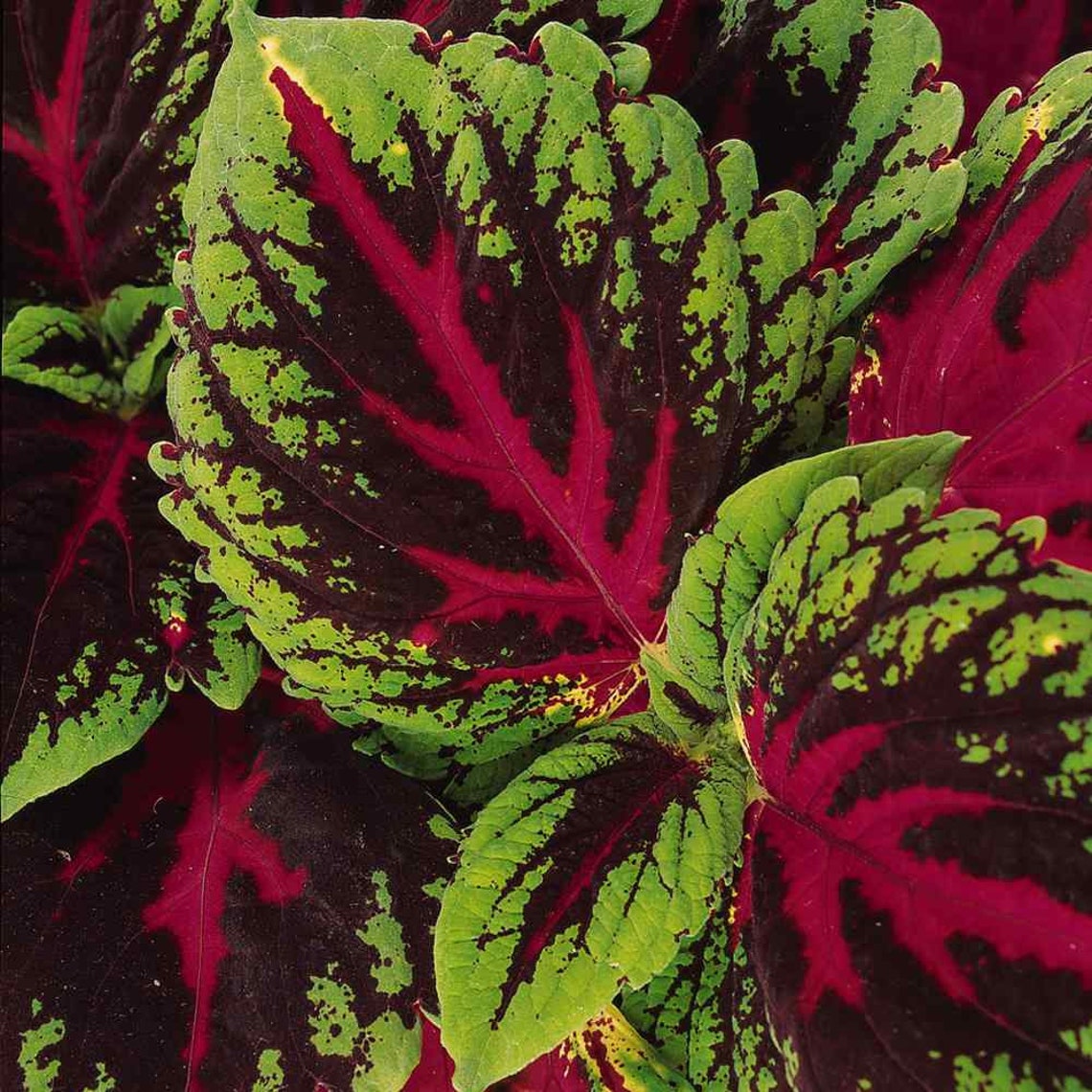 Red Coleus Foliage Plant Seed - Coleus Red Kong Flower Seed - 10 Seeds ...