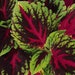 Red Coleus Foliage Plant Seed Coleus Red Kong Flower Seed 10 Seeds - Etsy