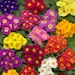 Common Primrose Primula Acaulis Danova Grower Select Flower Seed Mix ...
