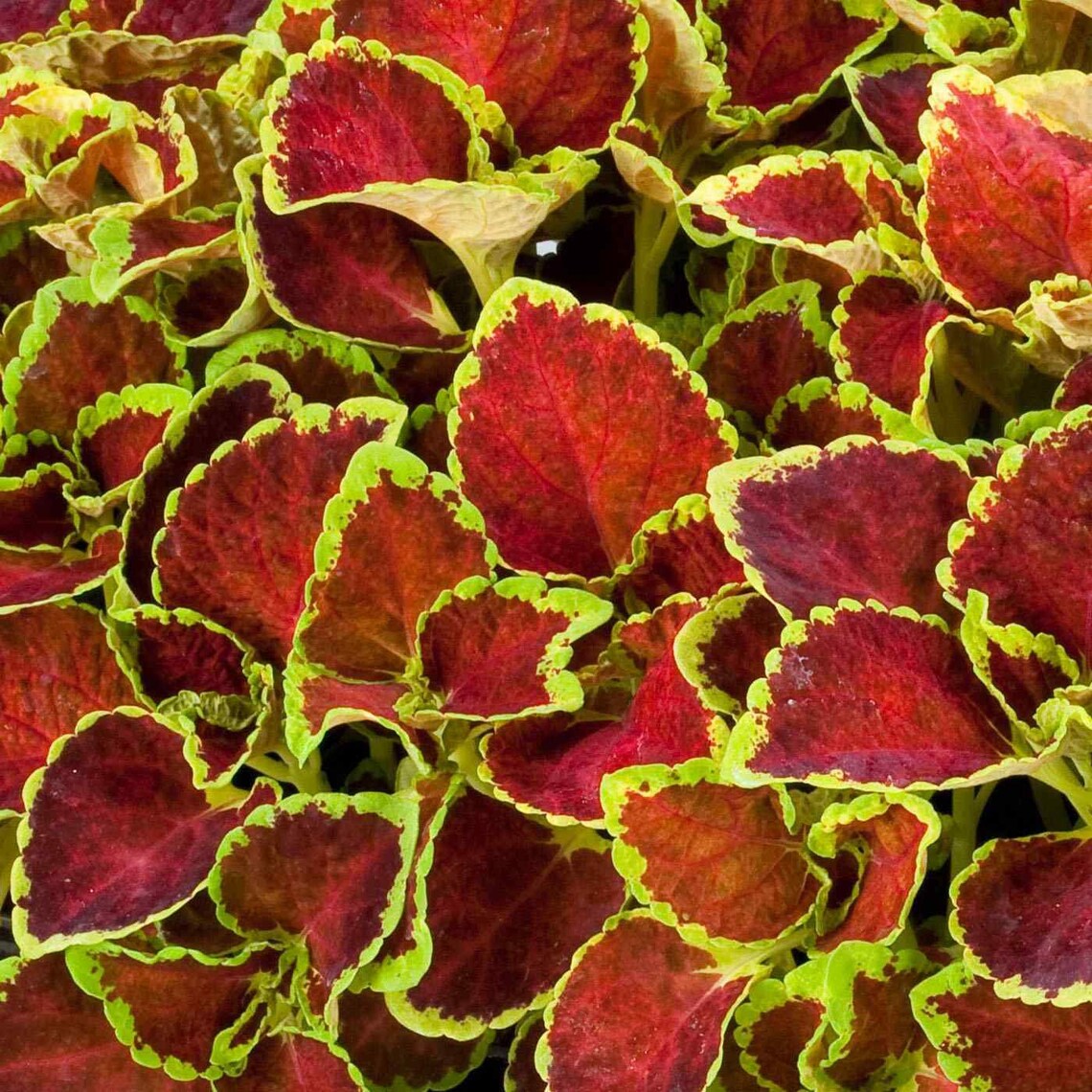Coleus Seeds Coleus Jazz Ruby Painted Nettle Flower Seeds - Etsy