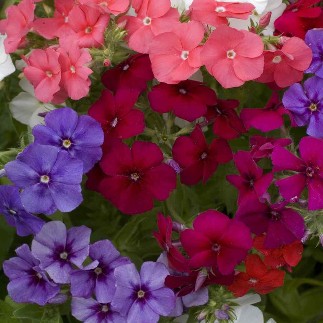 Phlox Seeds - Phlox Drummondii Mix Flower Seed - 1000 Seeds - Etsy