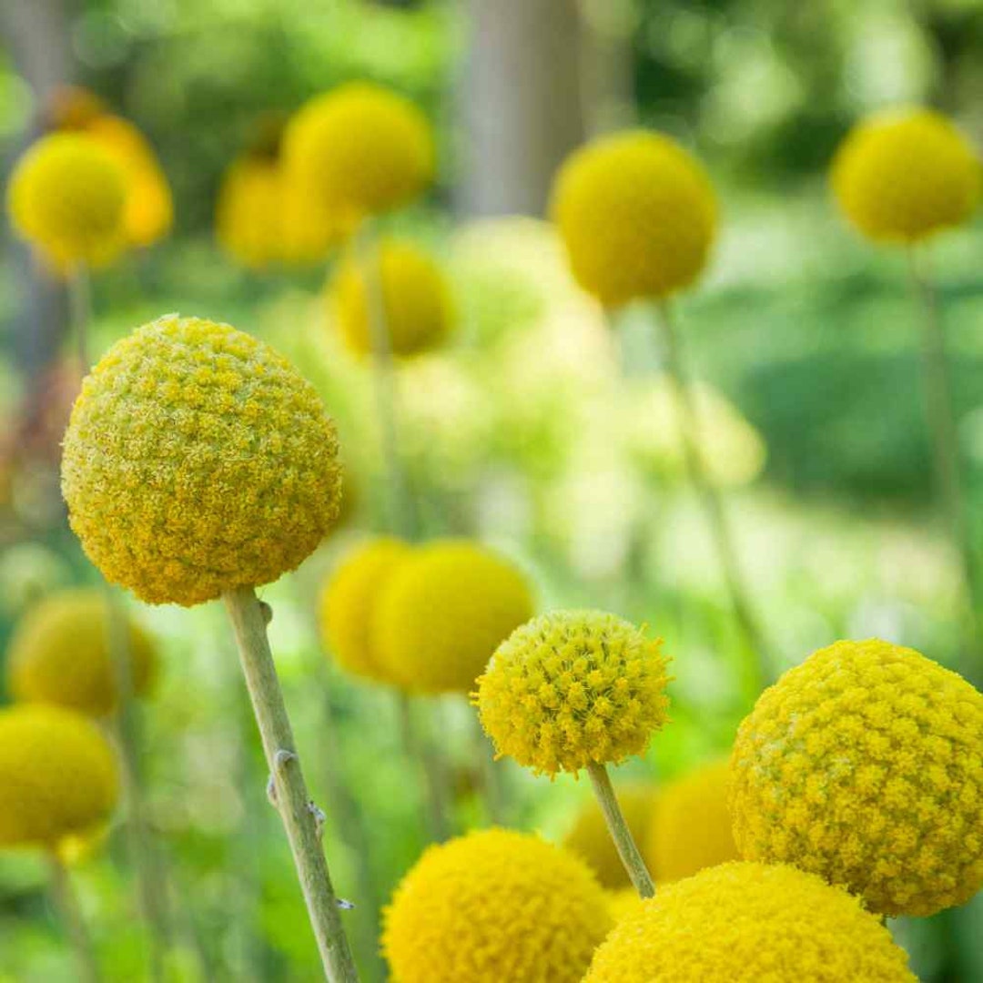 Drought Tolerant Craspedia Globosa Billy Buttons Drumstick Garden ...
