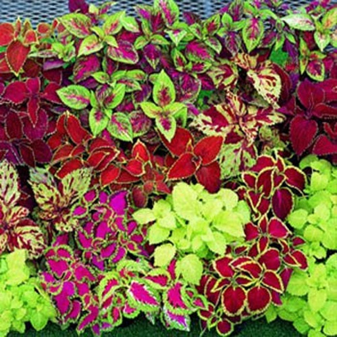 Coleus Fairway Mix Seed - Flower Seeds - Coleus House Plants - 200 ...