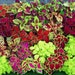 Coleus Fairway Mix Seed - Flower Seeds - Coleus House Plants - 200 ...