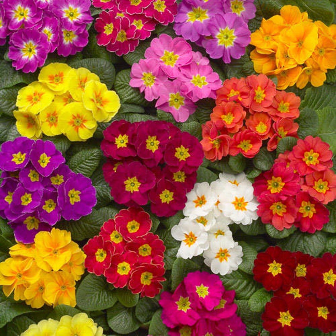 Common Primrose Primula Acaulis Danova Grower Select Flower Seed Mix ...