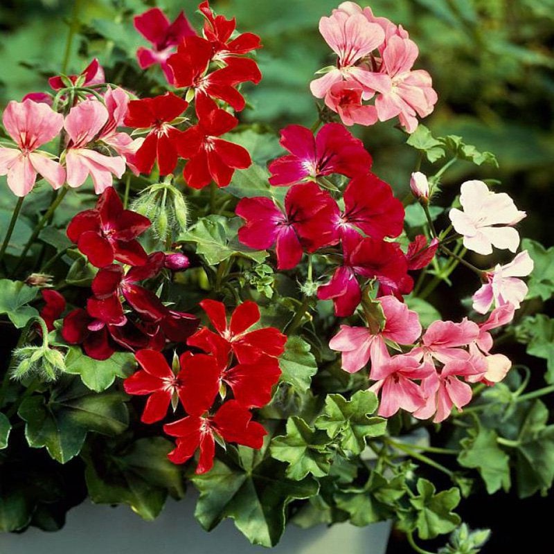 Fancy Leaf Geranium Seeds