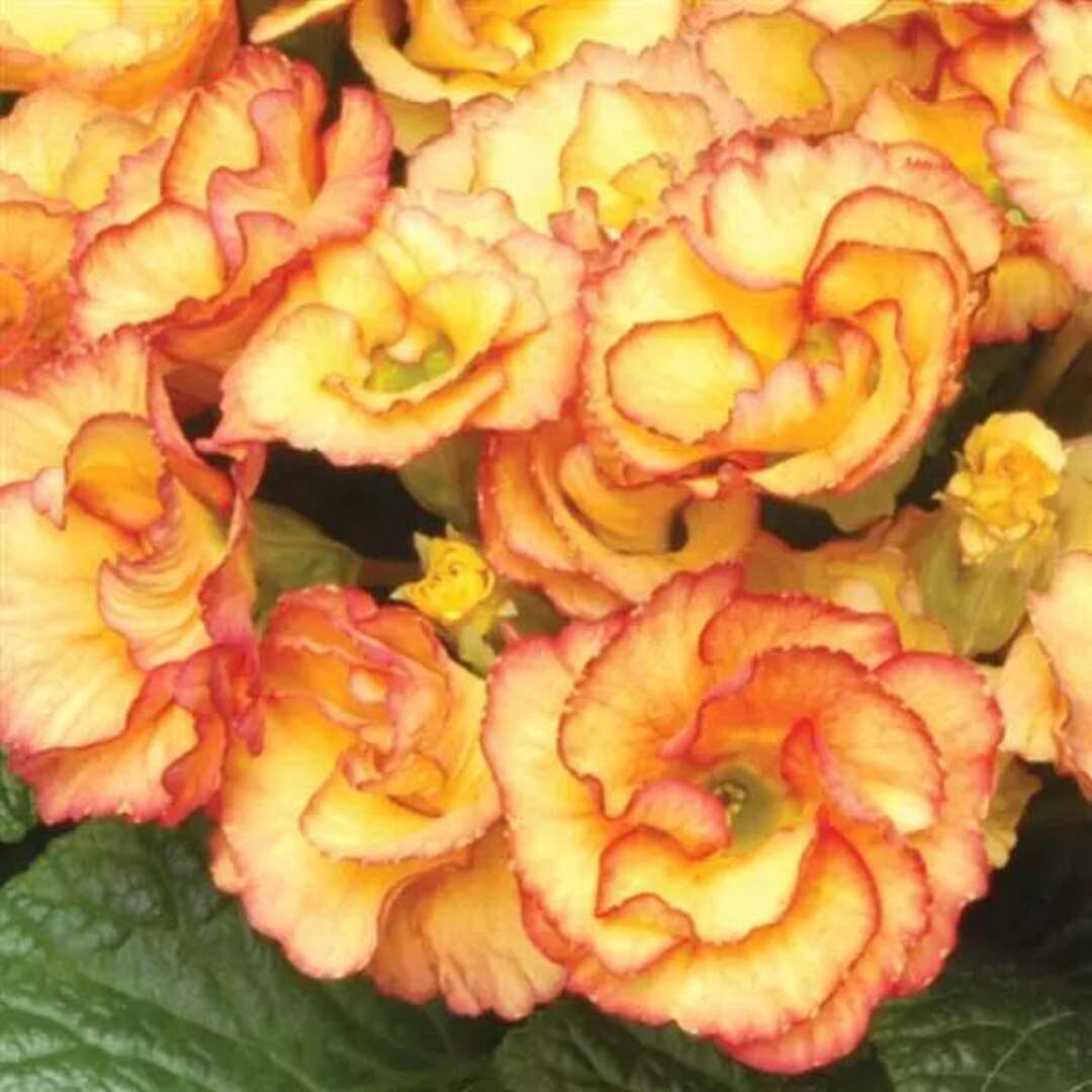 Annual Common Primrose Primlet Sunrise Mix Flower Seeds - 20 Seeds - Etsy