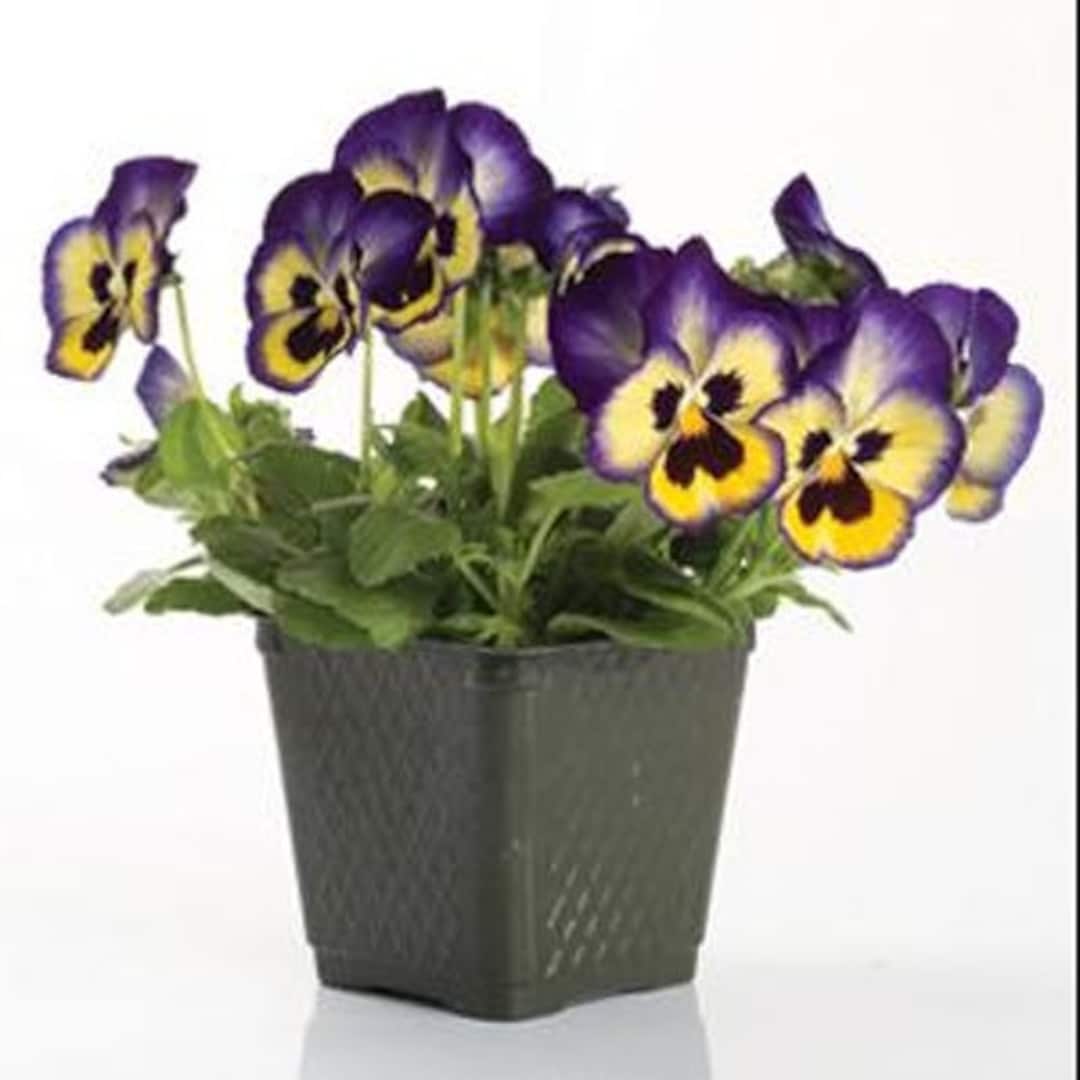 Pansy Blueberry Thrill Seeds - Cool Climate Flowers Seed - 100 Seeds - Etsy
