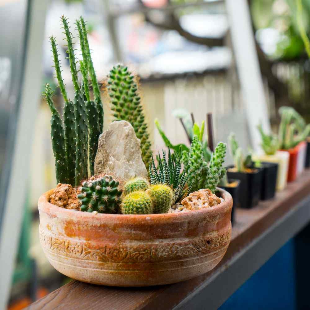 Cactus Seeds - Cacti Garden Mix Flower Seeds - 1000 Seeds - Etsy