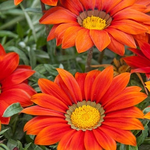 Drought Tolerant Gazania Red Shades Ground Cover Plant Flower Seeds ...