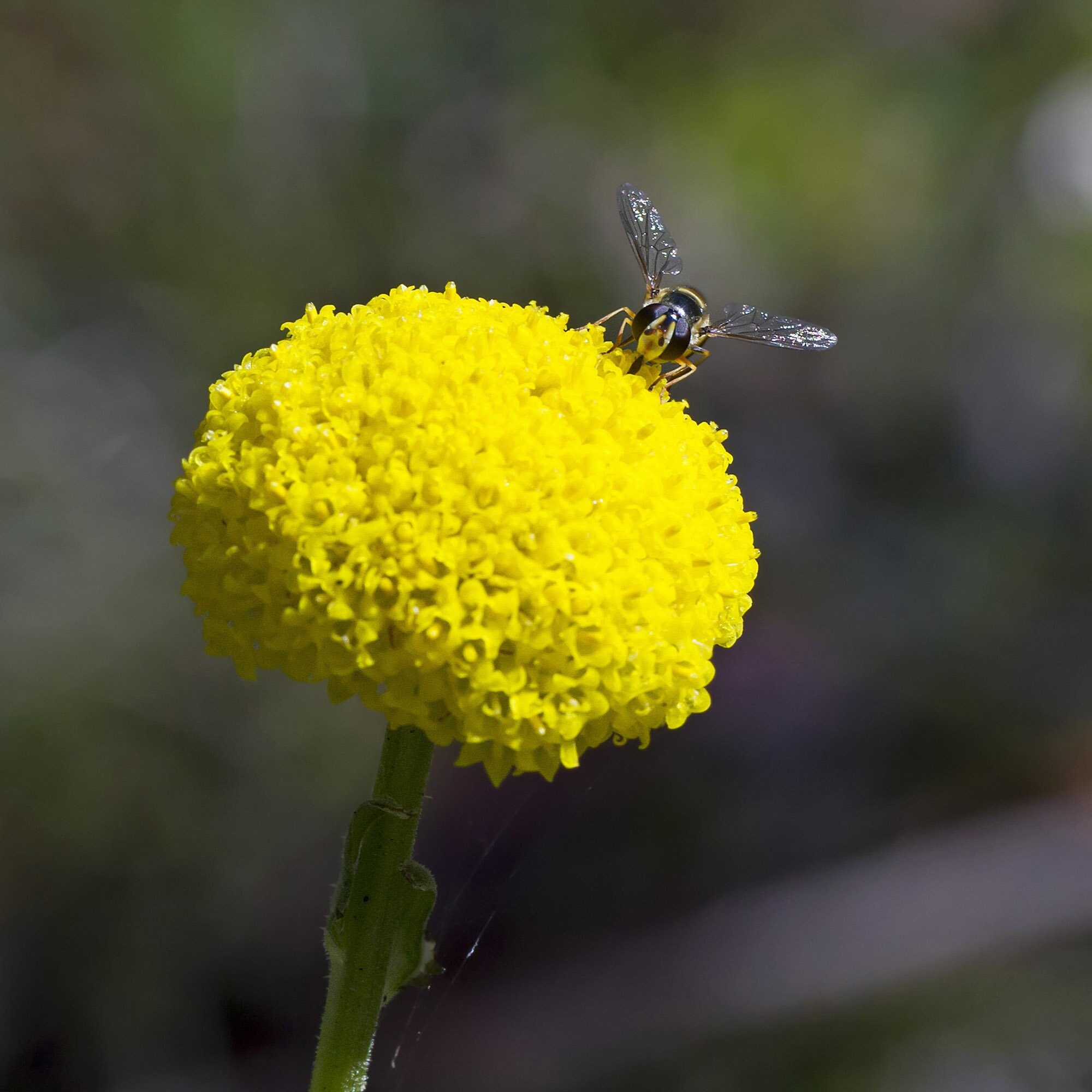 Craspedia Seeds - Craspedia Globosa Billy Button - Drumstick Flower ...