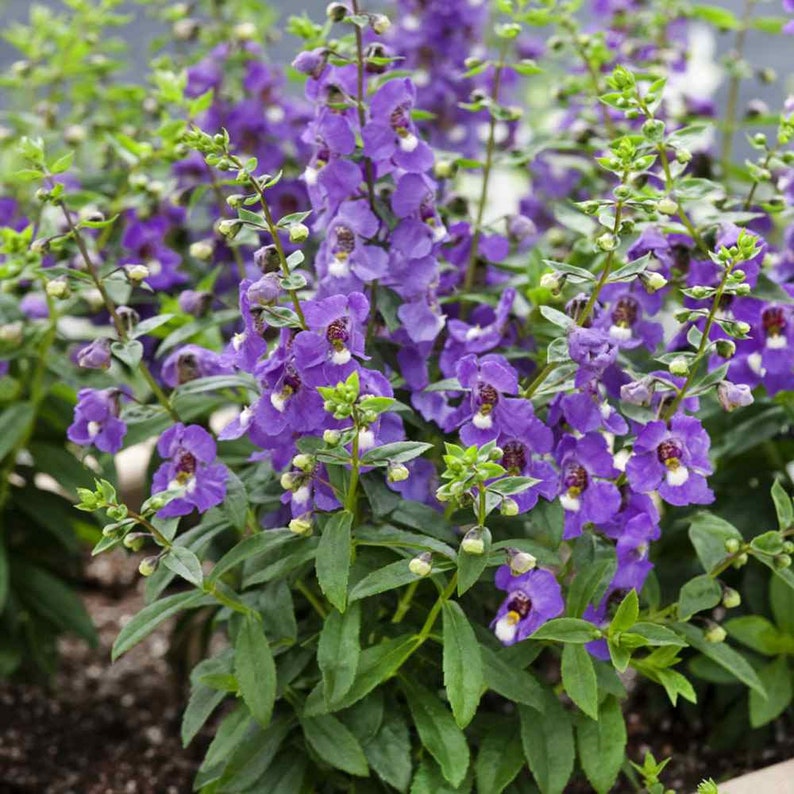 Angelonia Serena Blue - Angelonia Flower Seeds - 30 Seeds - Etsy