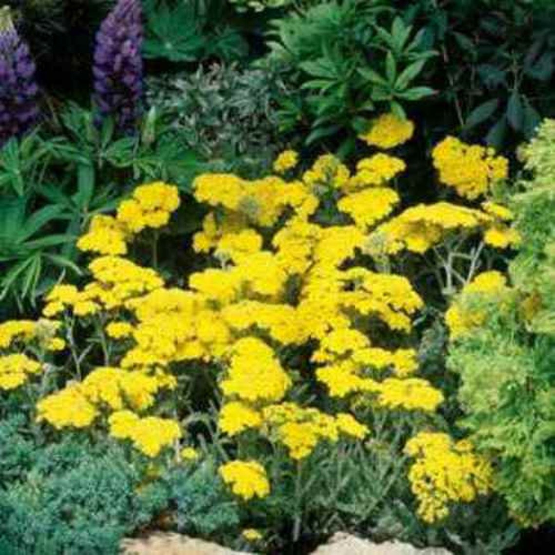 Yarrow Seeds | Dwarf Ground Cover Seed - 2000 Seeds - Etsy
