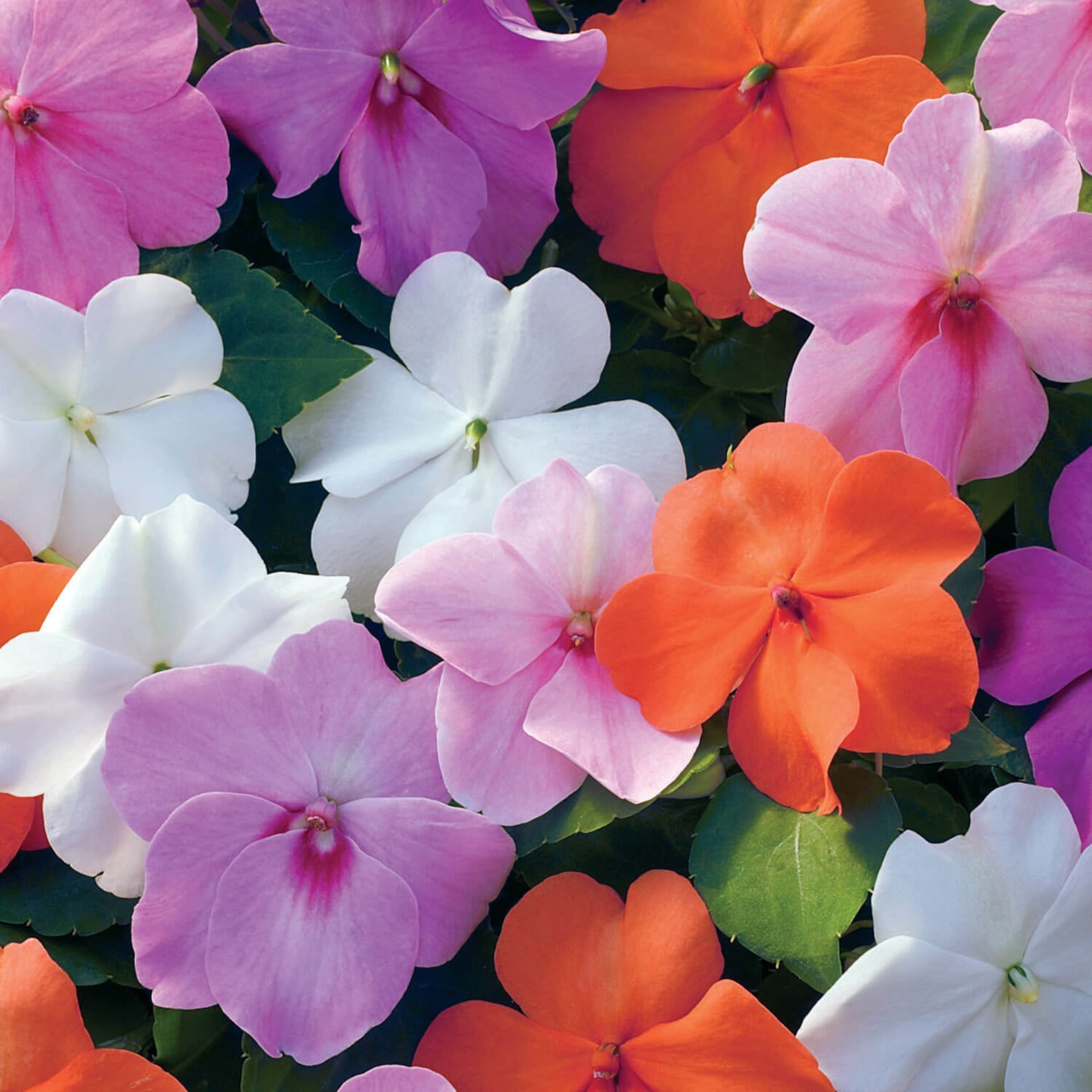 Impatiens Xtreme Pastel Mix of Garden Flower Seeds - 150 Seeds - Etsy