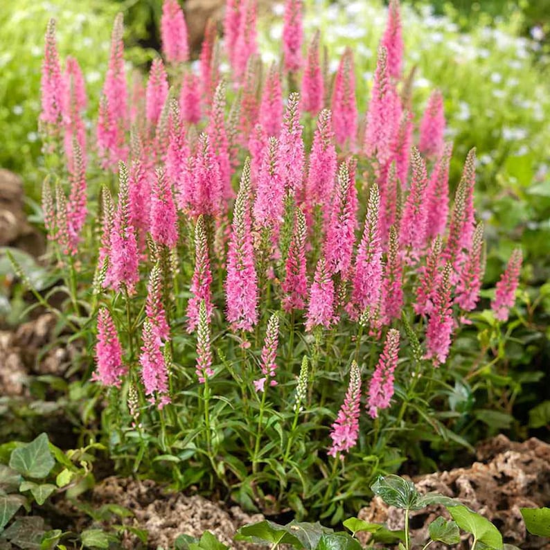 Veronica Spicata Pink Goblin Garden Spiked Speedwell Flower Seeds - 200 ...