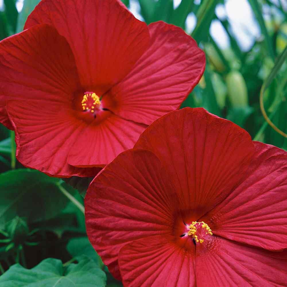 Hibiscus Seed Luna Red Hardy Hibiscus Flower Seeds 10 - Etsy