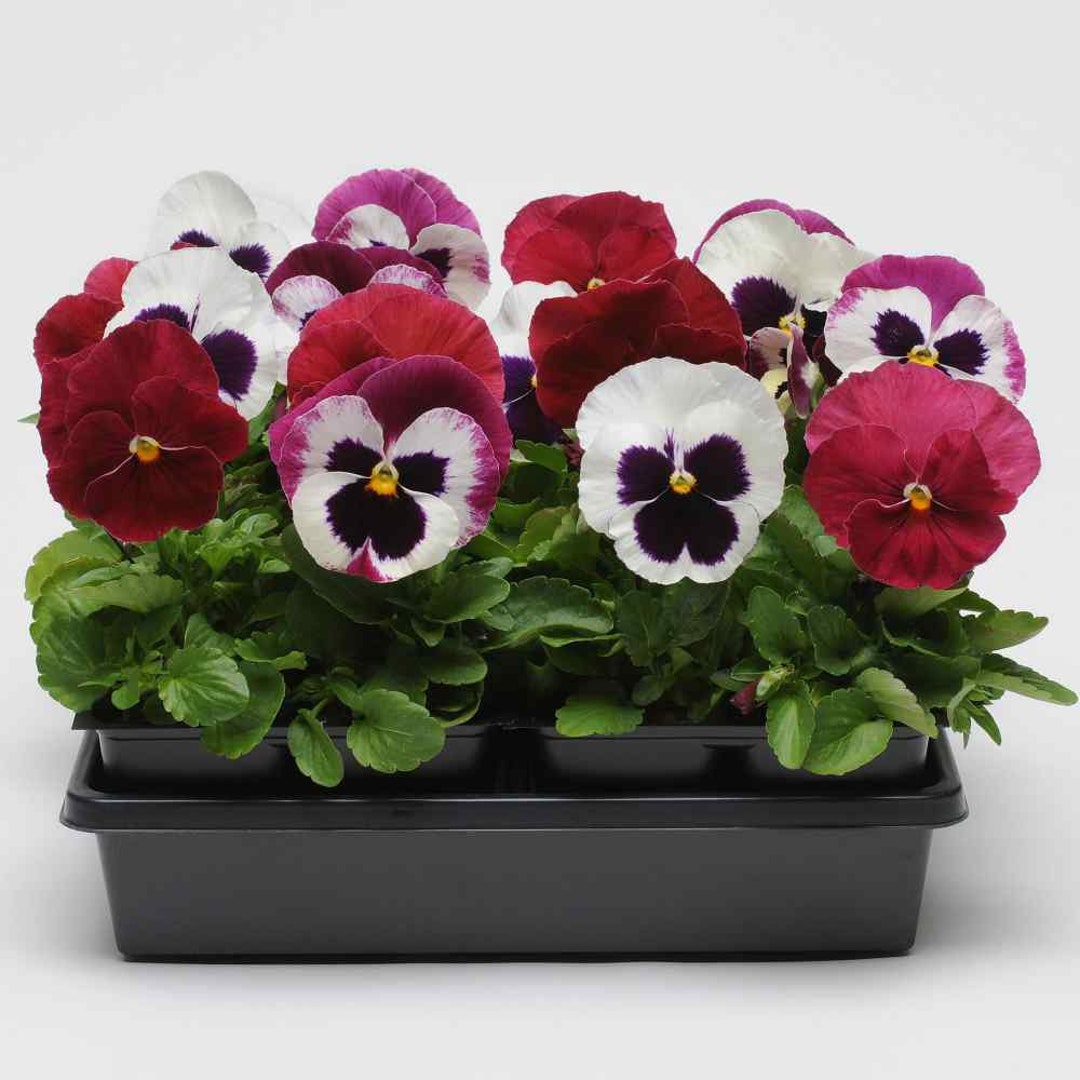 Pansy Seeds for Sale - Pansy Matrix Raspberry Sundae Mix - 100 Seeds - Etsy