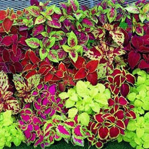 Coleus Fairway Mix Seed - Flower Seeds - Coleus House Plants - 200 ...