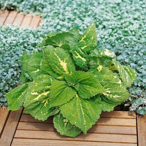 Coleus Kong Green Seeds - Coleus for Shade - 10 Seeds - Etsy