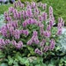 Catmint Nepeta Nervosa Pink Catmint Xeriscape Garden Flower Plant Seed ...