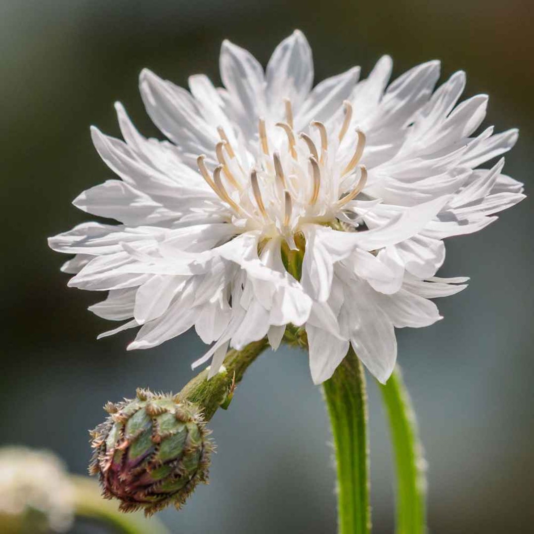 White Cornflower Bachelor's Button Drought Tolerant Garden Flower Plant ...