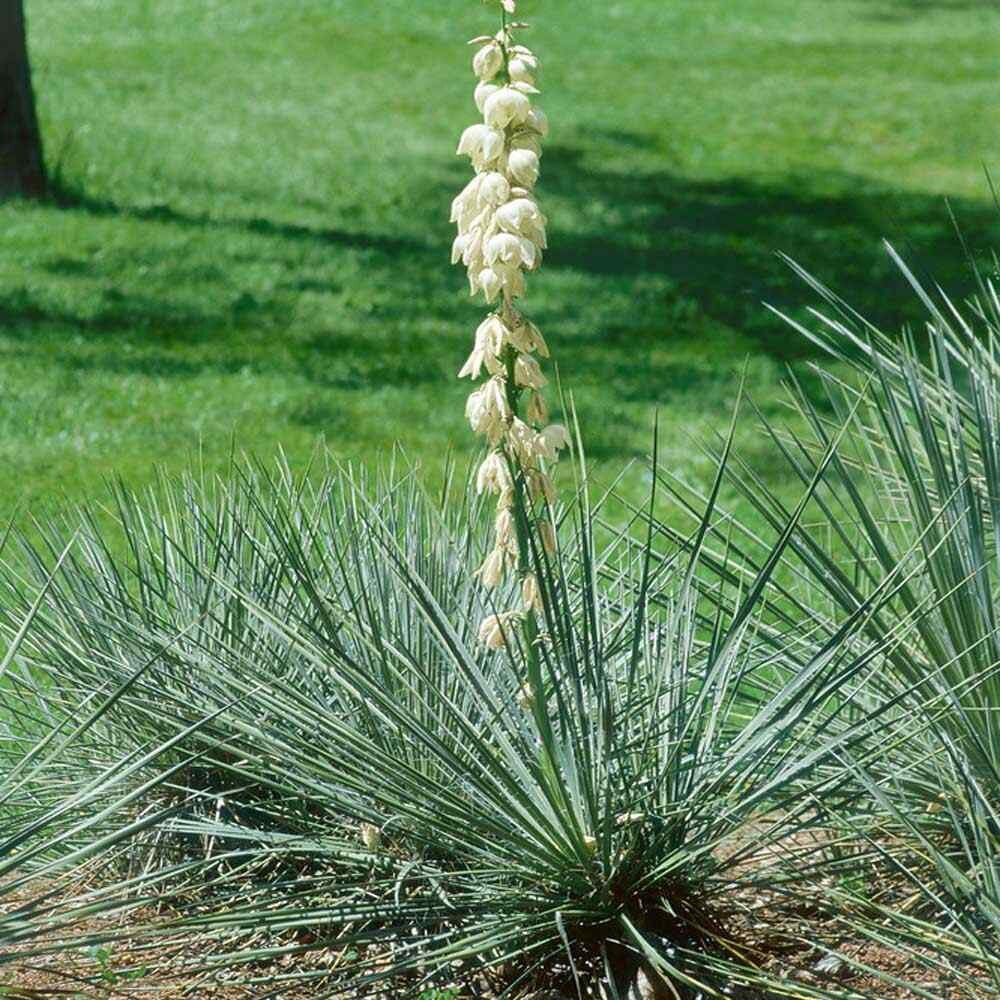 Soapweed Yucca Glauca Drought Tolerant Garden Plant Seeds - 100 Seeds ...