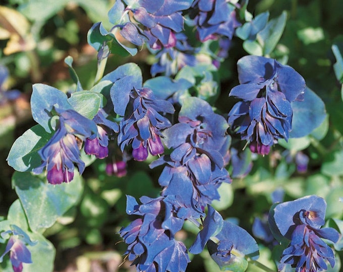 Honeywort Seeds - Cerinthe Major Flower Seeds - 100 Seeds - Etsy