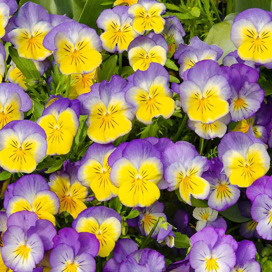 Pansy Seeds - Pansy Ultima Morpho Flowers - 50 Seeds - Etsy