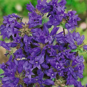 Bellflower Seed - Bellflower Superba Perennial Flower Seeds - 1000 ...