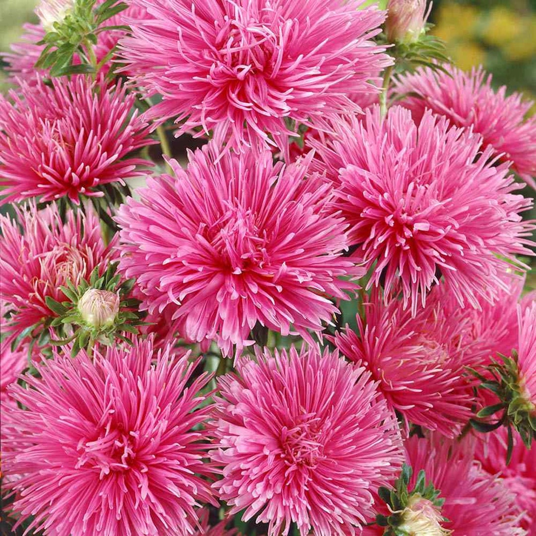 Aster Seeds - Aster Callistephus Needle Rose Flower Seed - 1000 Seeds ...