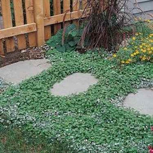 Dichondra Seeds - Dichondra Repens Emerald Falls Ground Cover Seed - 30 ...