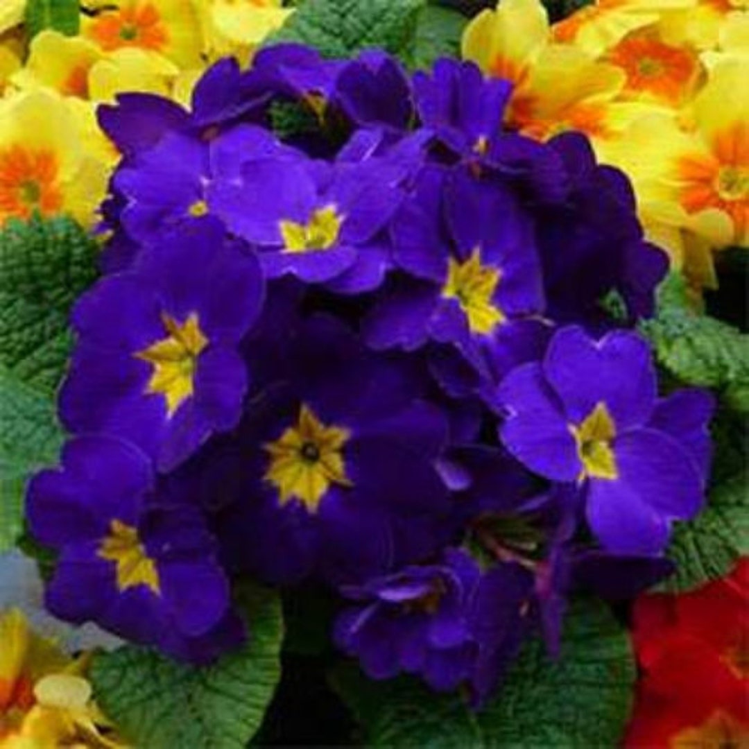 Primrose Seeds - Primula Acaulis Blue Common Primrose Flower Seed - 100 ...