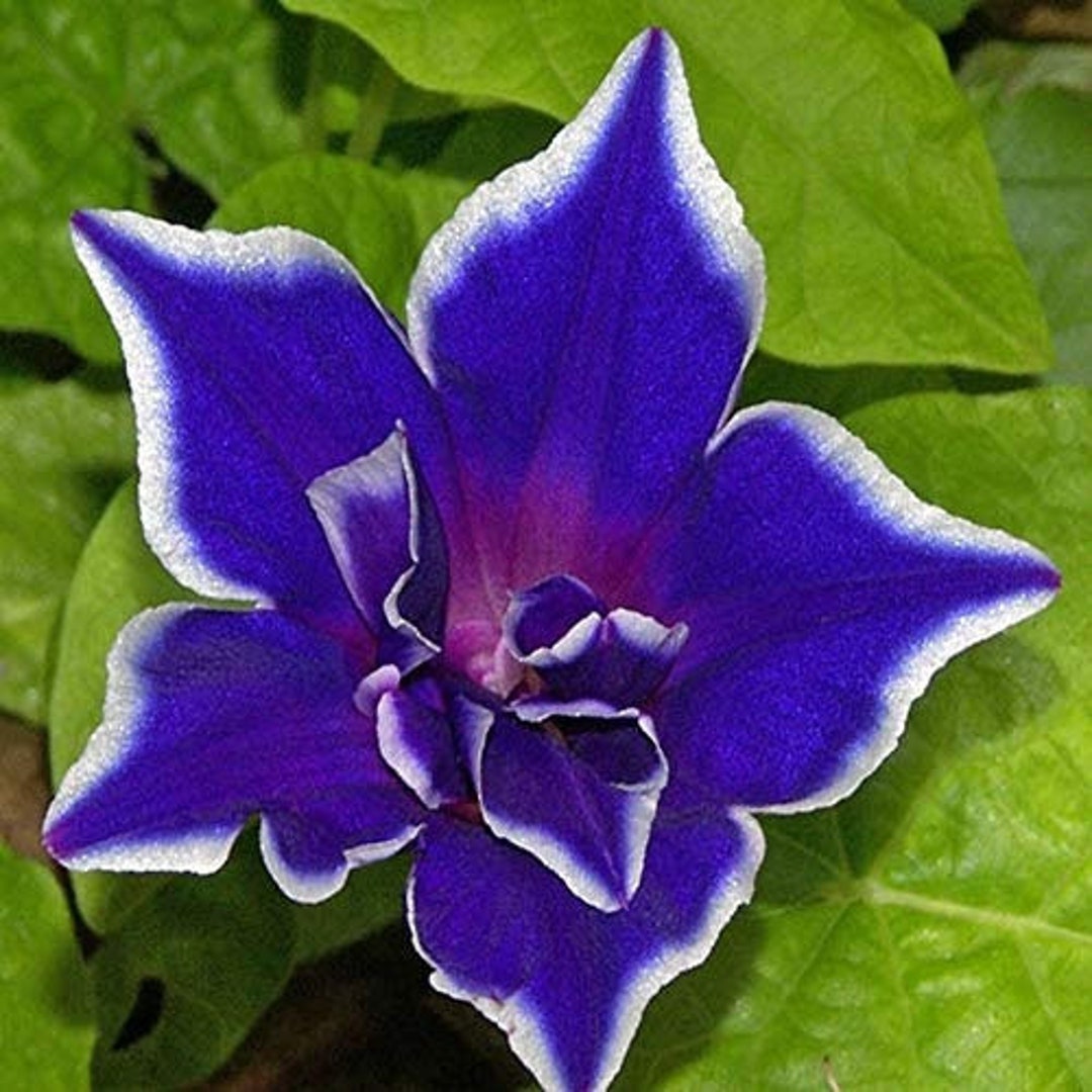 Morning Glory Seeds - Ipomoea Nil Blue Picotee Flower Seed - 50 Seeds ...