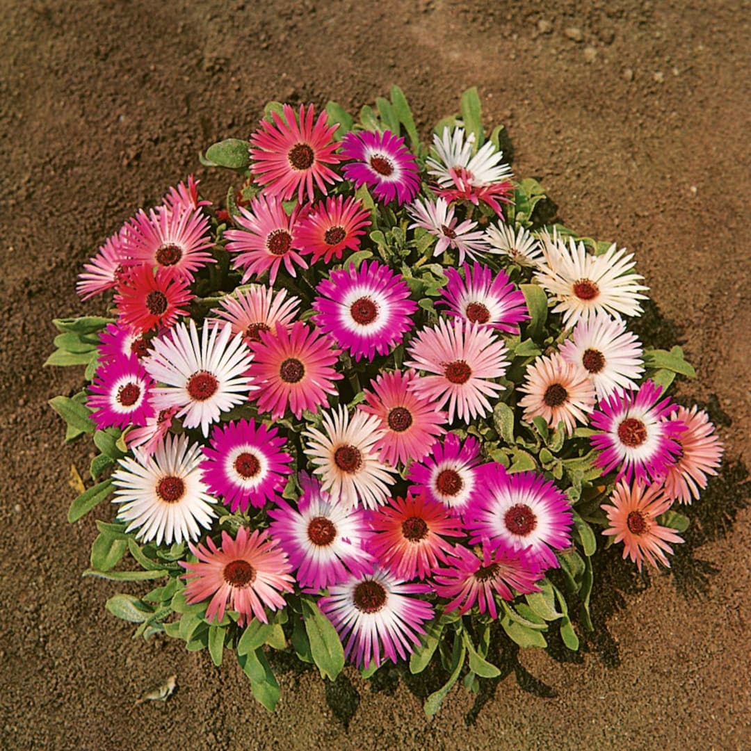Ice Plant Seeds - Livingstone Daisy Ice Plant Ground Cover Seed - 10000 ...