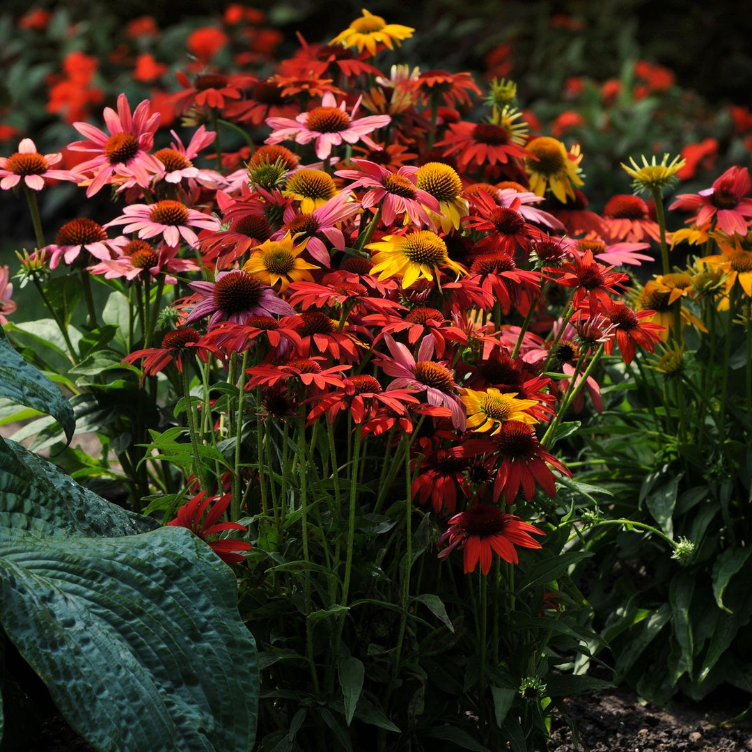 Echinacea Purple Coneflower Cheyenne Spirit Wildflower Seed Mix for ...