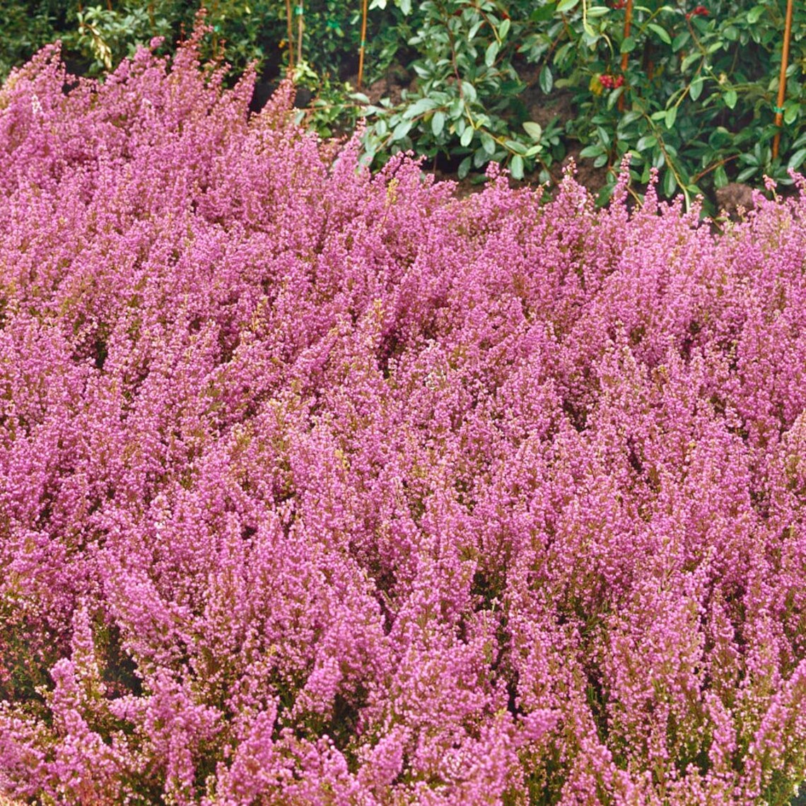 Calluna Vulgaris Perennial Heather Flower Seeds 2000 Seeds - Etsy