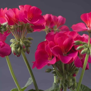 Geranium Drought Resistant Pelargonium Zonale Violet Garden Flowers ...
