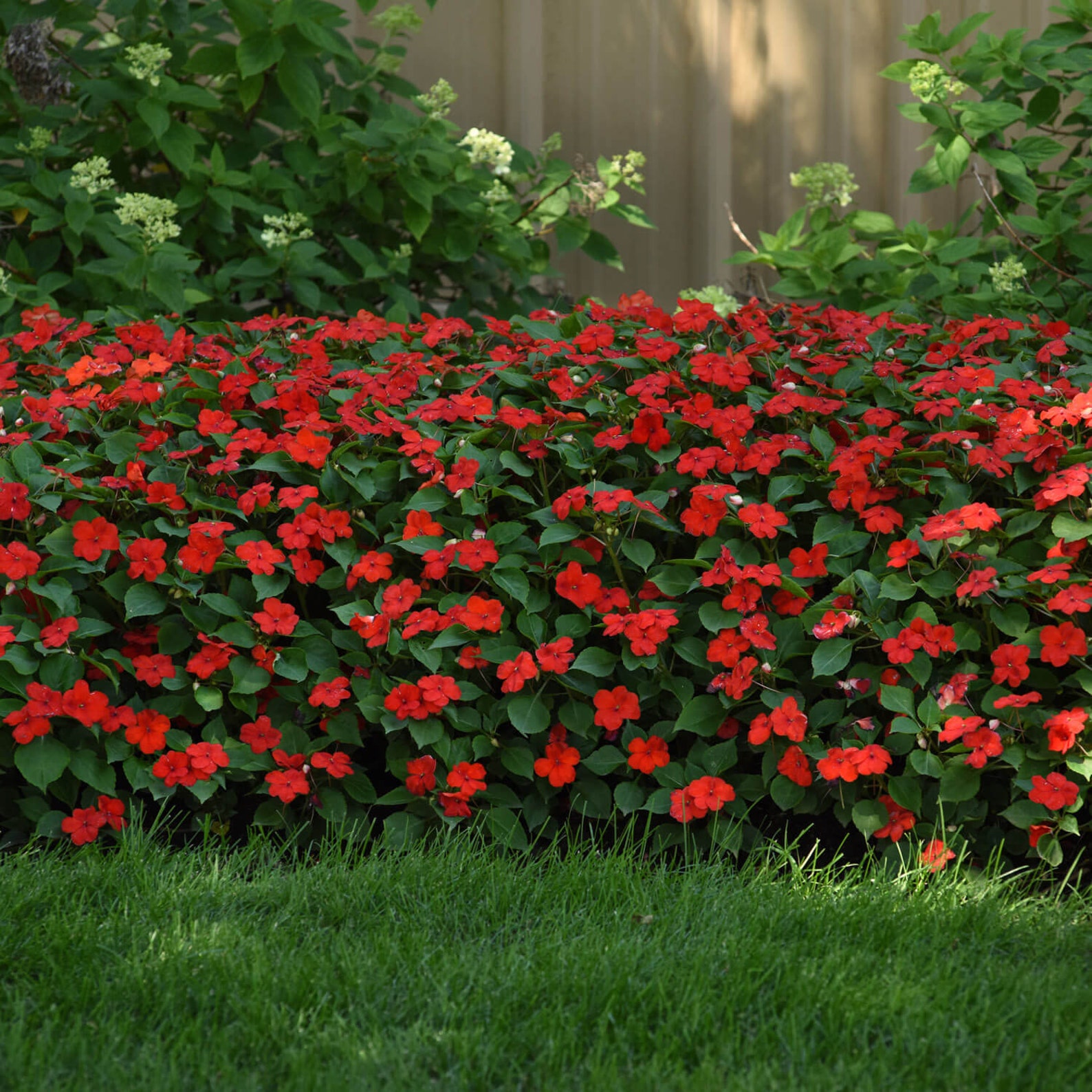 Bright Red Impatiens Container Plant Flower Seeds - 150 Seeds - Etsy