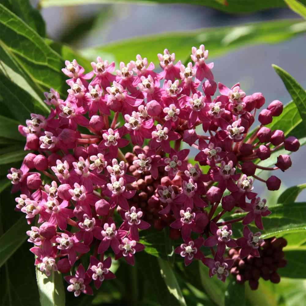 Butterfly Weed Seed - Asclepias Incarnata Swamp Milkweed Flower Seeds ...