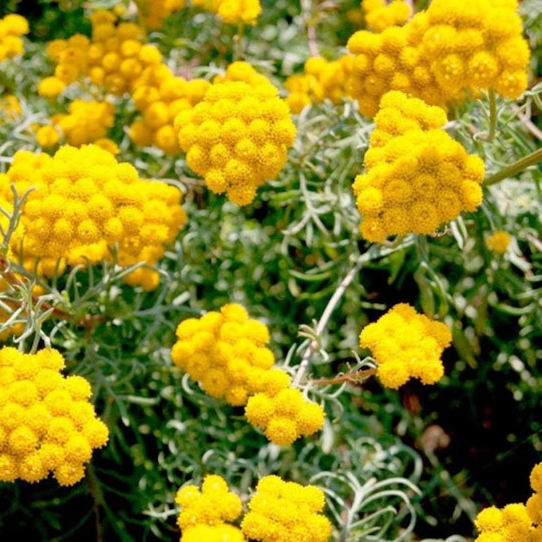 Yellow Ageratum Seeds - Lonas Inodora Flower Seeds - 5000 Seeds - Etsy