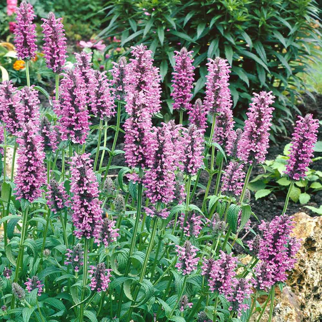 Catmint Nepeta Nervosa Pink Catmint Xeriscape Garden Flower Plant Seed ...